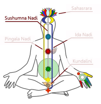 Canale centrale o Sushumna Nadi – Sahaja Yoga